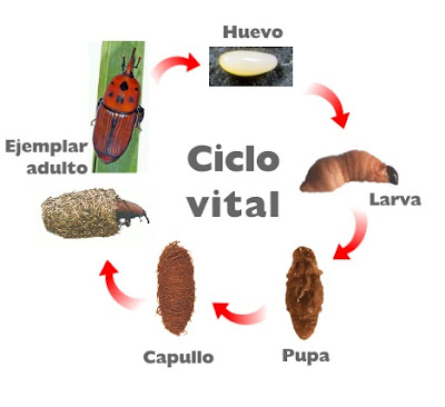 EL MUNDO DE LOS ANIMALES: CICLO VITAL DE LOS ANIMALES